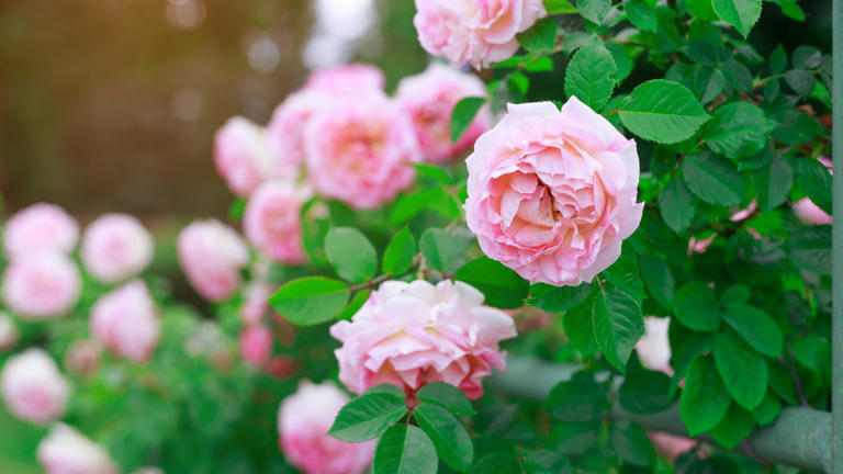 Gardeners are sprinkling grill ash on their plants. Here's why