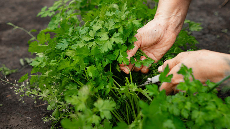 Grow An Endless Supply Of Herbs From Parsley With Just A Little Water