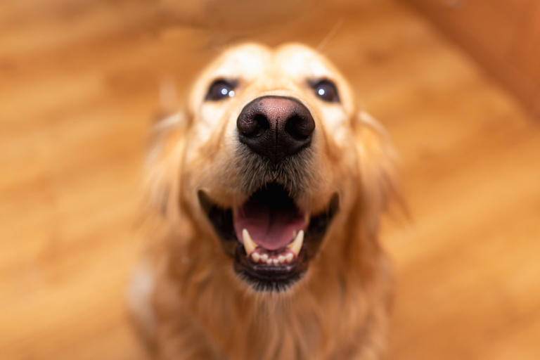 Golden Retriever Has 'World's Most Luxurious Dog House' Complete With ...