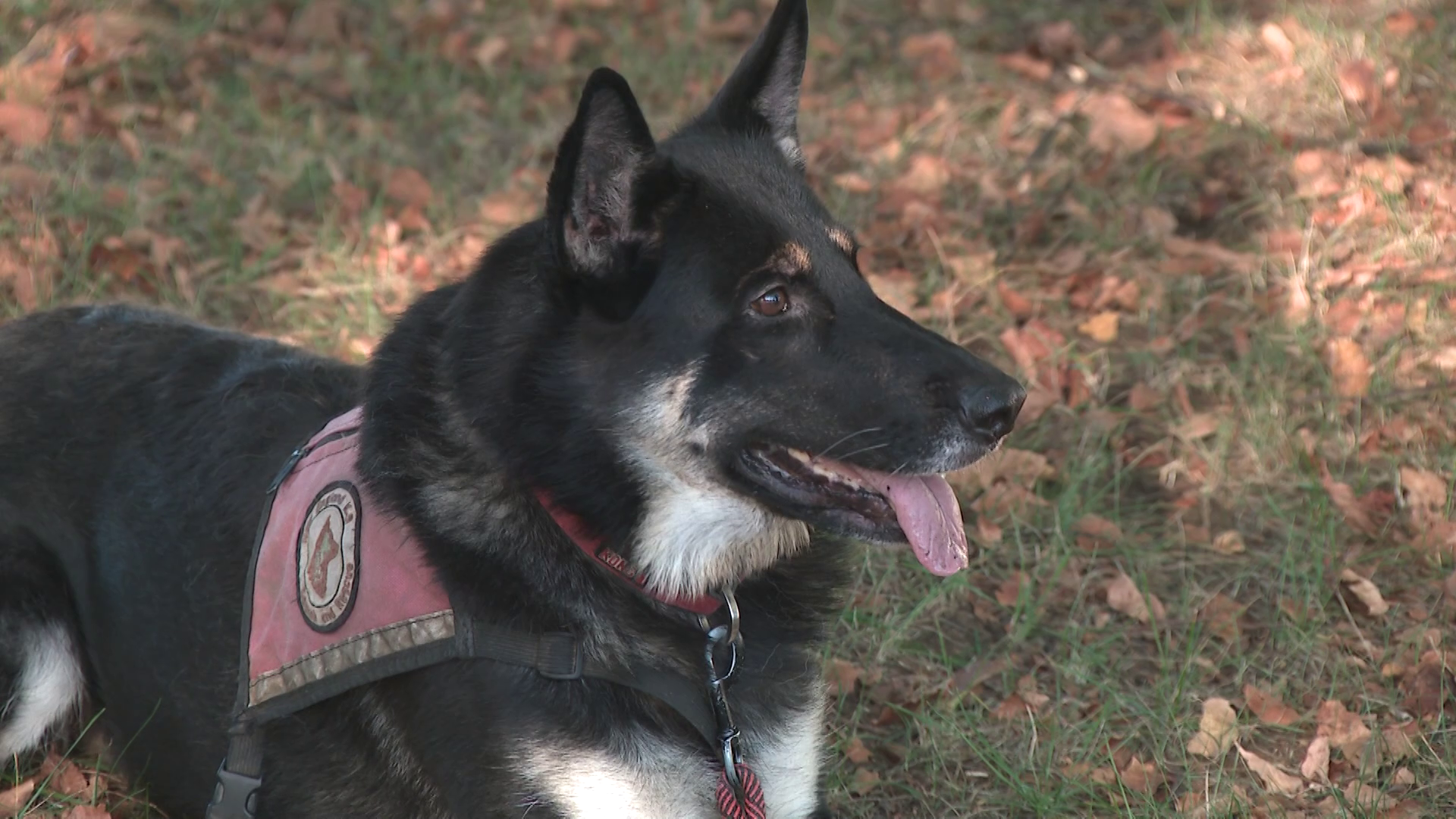 Volunteer and K-9 find 2-year-old girl who was missing for hours in New ...