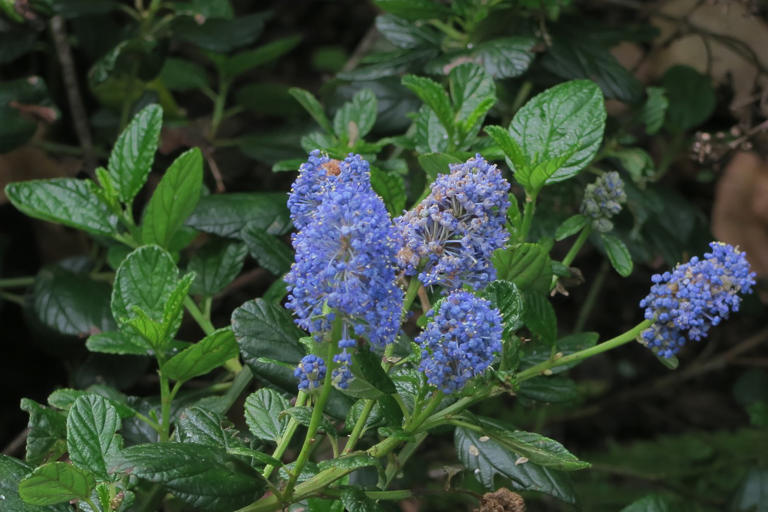 Tom Karwin, On Gardening | Pruning California native shrubs