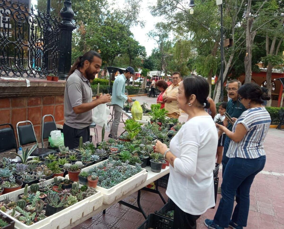 Instalan mercadito de cactáceas en el marco del Mes del Desierto ...