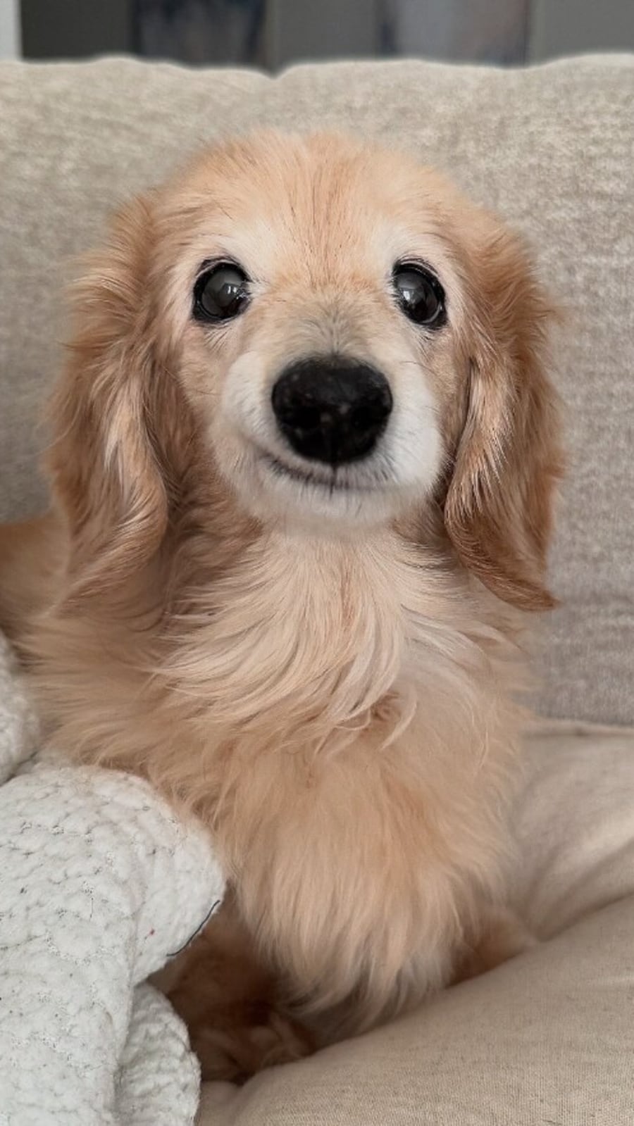 Meet Bella, the internet’s newest sensation with the cutest smile