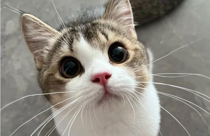 Bussa alla porta con baffi e ricordi: la storia del gatto rimasto solo ...