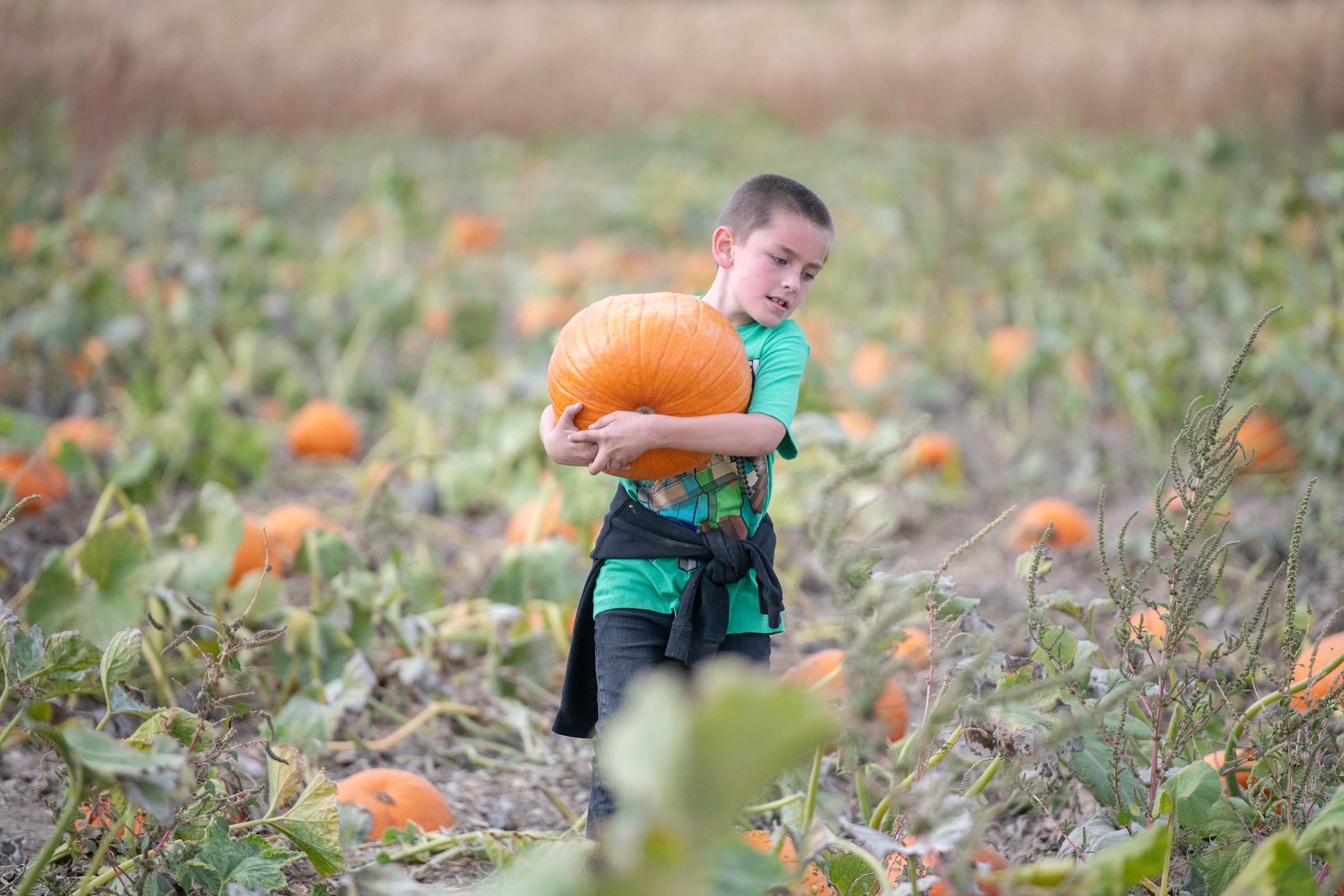 Where to find pumpkin patches, hay rides corn mazes and more in Pueblo