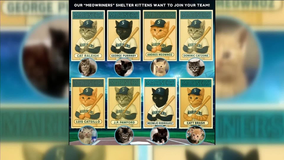 VIDEO: Mariners cat adoption event