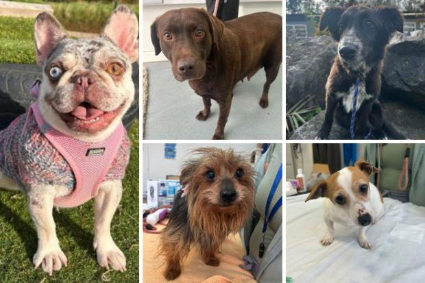 Five dogs looking for their forever home from Many Tears Rescue