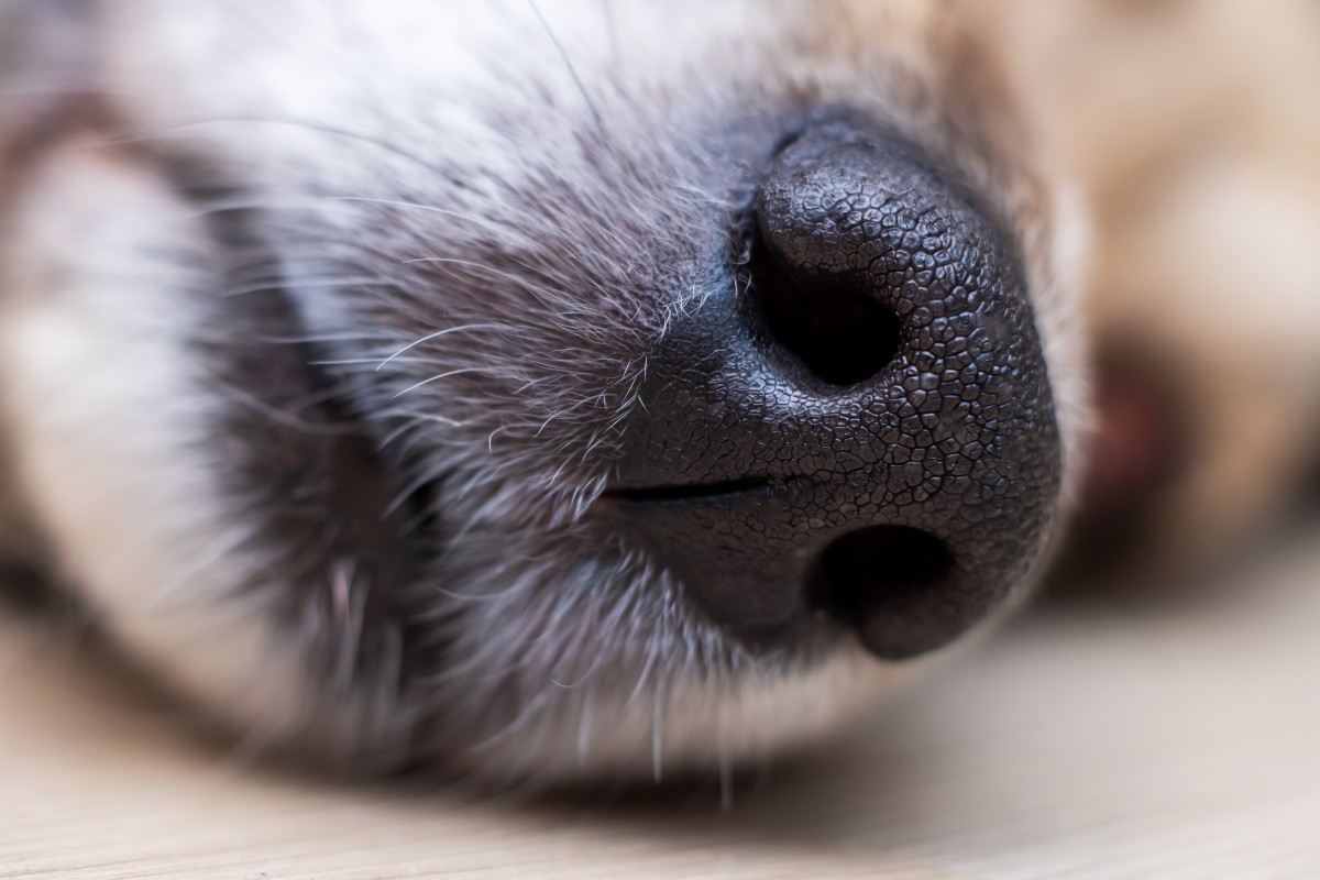Vet Shares Why Dogs Have a Groove Between Their Nose and Lip and It's ...