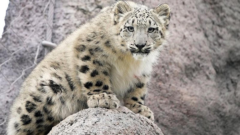 Snow leopard populations threatened by climate change and low genetic ...