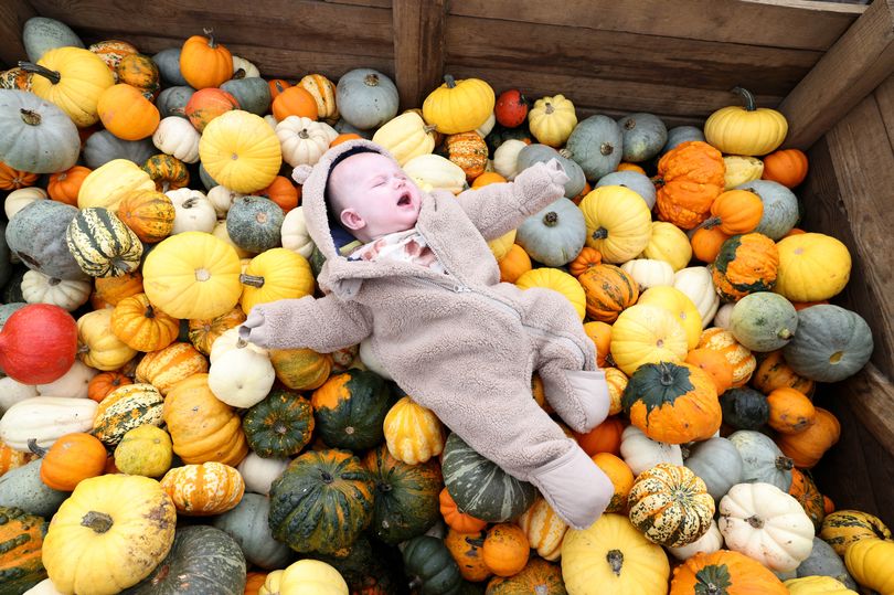 Inside Lancashire's biggest 'pumpkin patch' ahead of Halloween