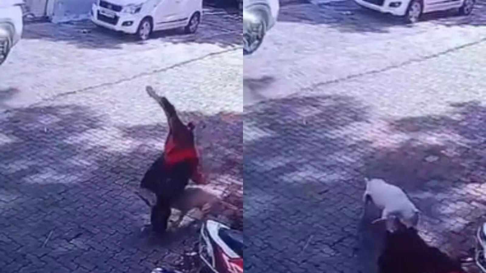 Shocking Video Captures Woman Bitten by Stray Dog in Mumbai Street