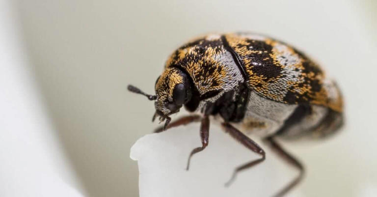 5 Pesky Bugs That Might be Destroying Your Clothes (And How to Get Rid ...
