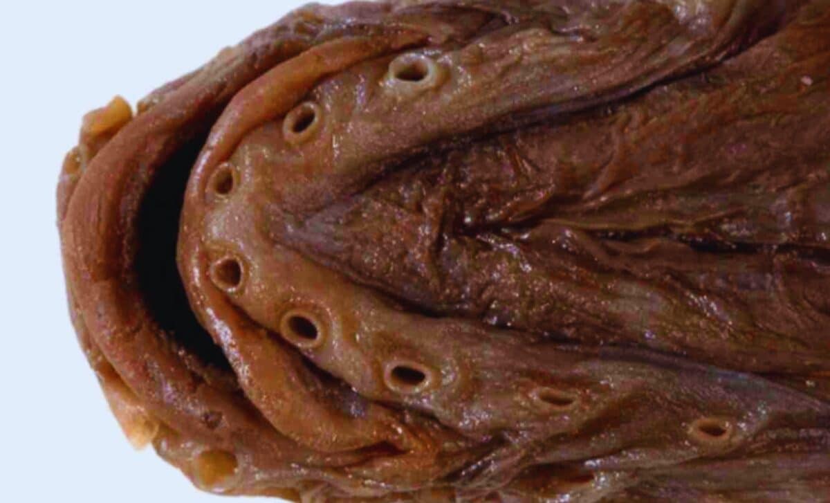 This Creepy Antarctic Fish That Looks Straight Out of a Sci-Fi Movie ...