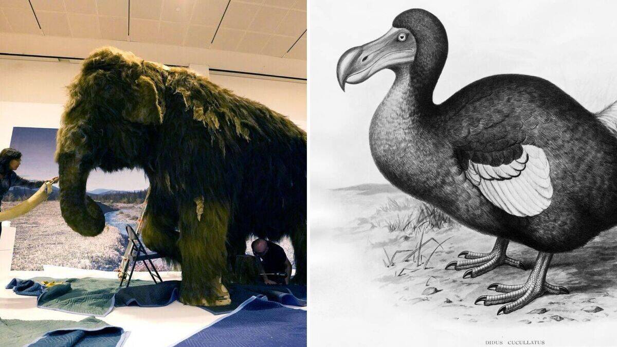 15+ Causes that wiped certain species off the face of the Earth