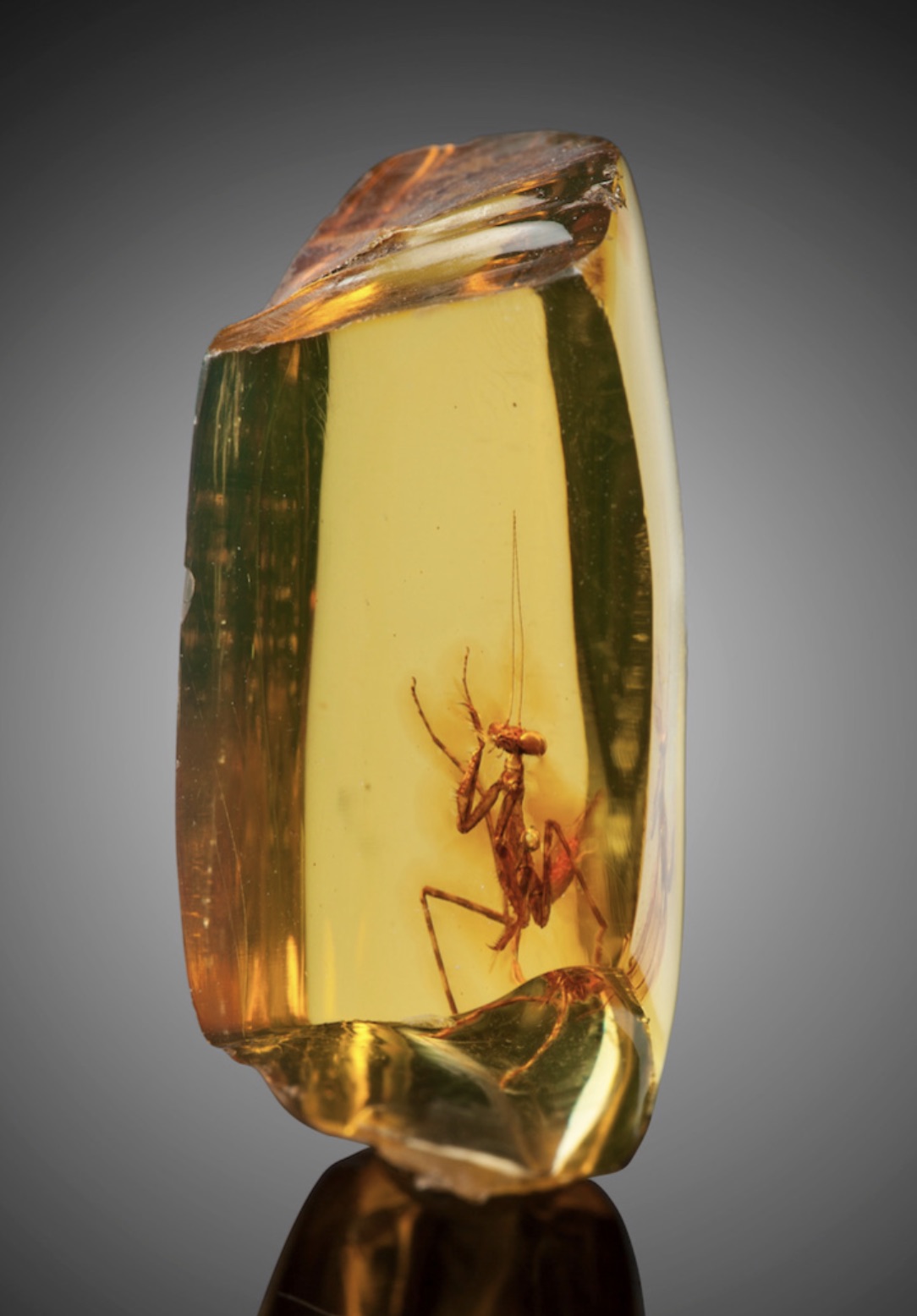 18 Living Things Preserved Forever in Amber
