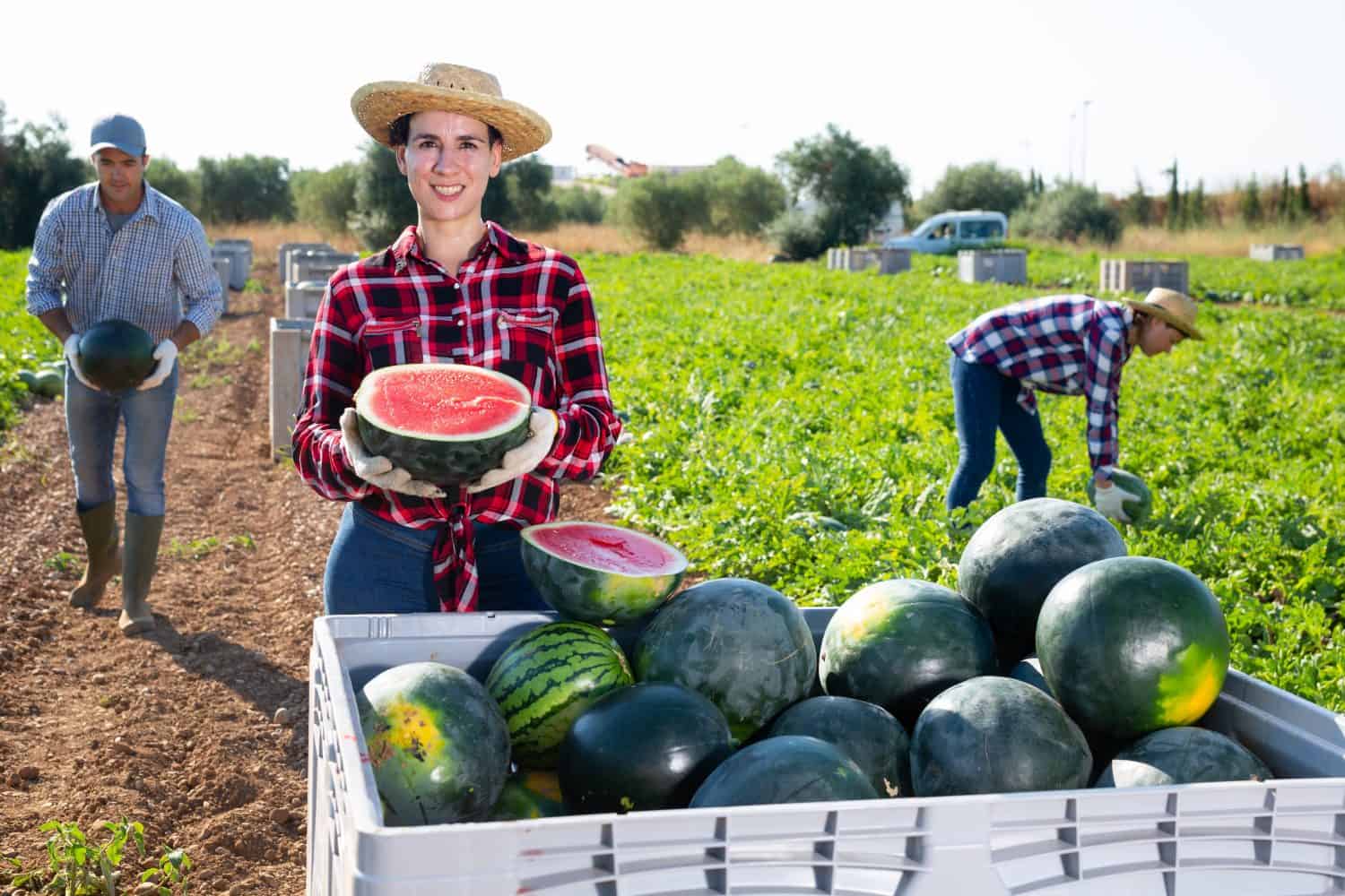 Which Town is the ‘Watermelon Capital’ of the World?