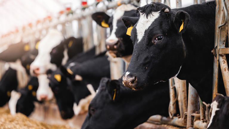 The Disturbing Number Of Cows That May Be In One Store-Bought Burger Patty