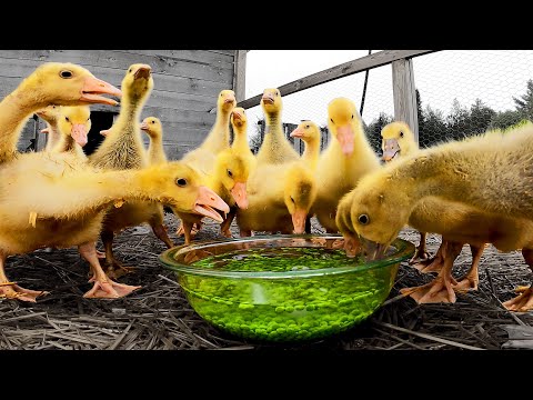 Goslings mesmerized by a simple bowl of peas