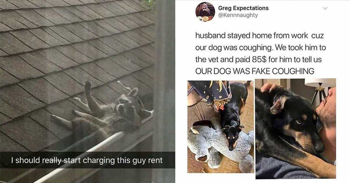 Wholesome times animals acted like humans