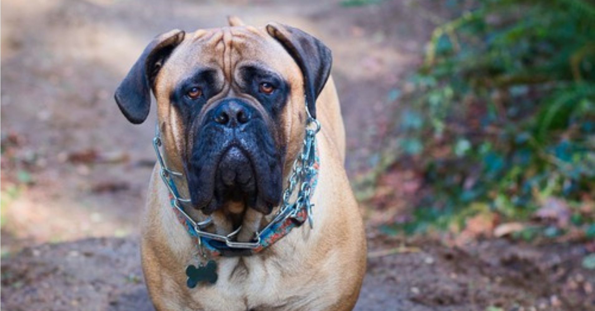 25 Muscular Large Dog Breeds Bred for Strength and Endurance