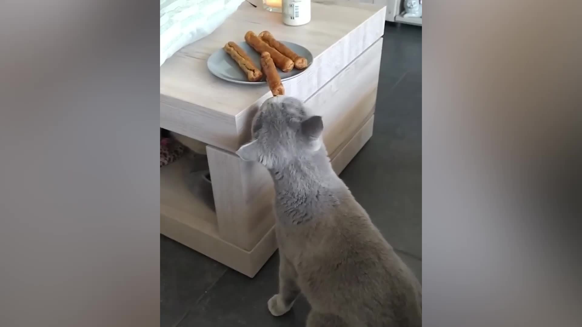 Cute Kitten Standing on Hind Legs in the Kitchen