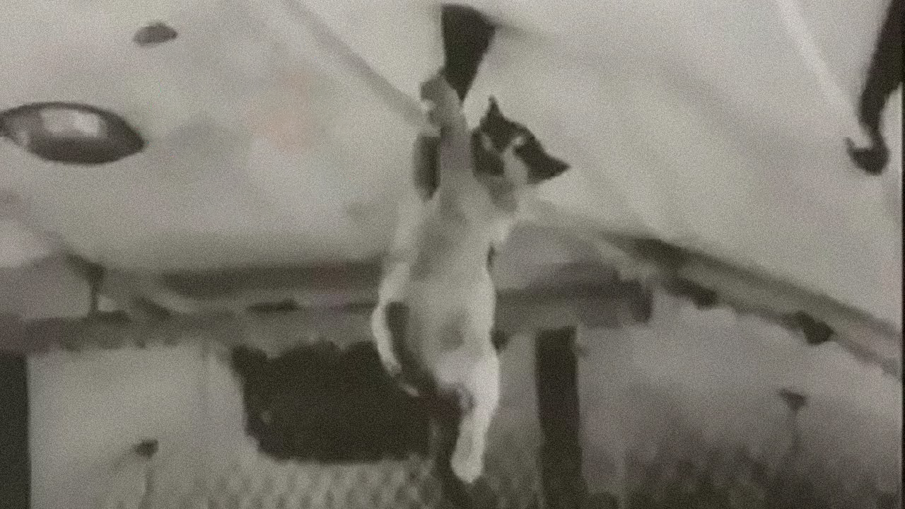 Throwing Cats in Space