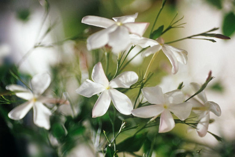 How to Grow Jasmine Indoors—and Fill Your Home with Its Heavenly Fragrance