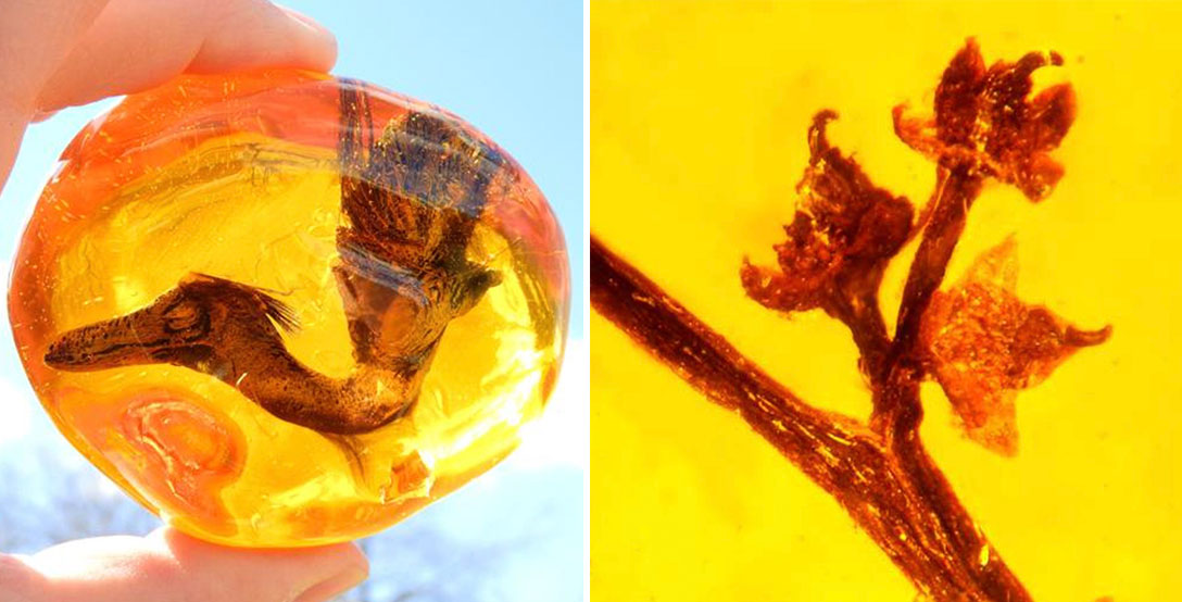 18 Living Things Preserved Forever in Amber