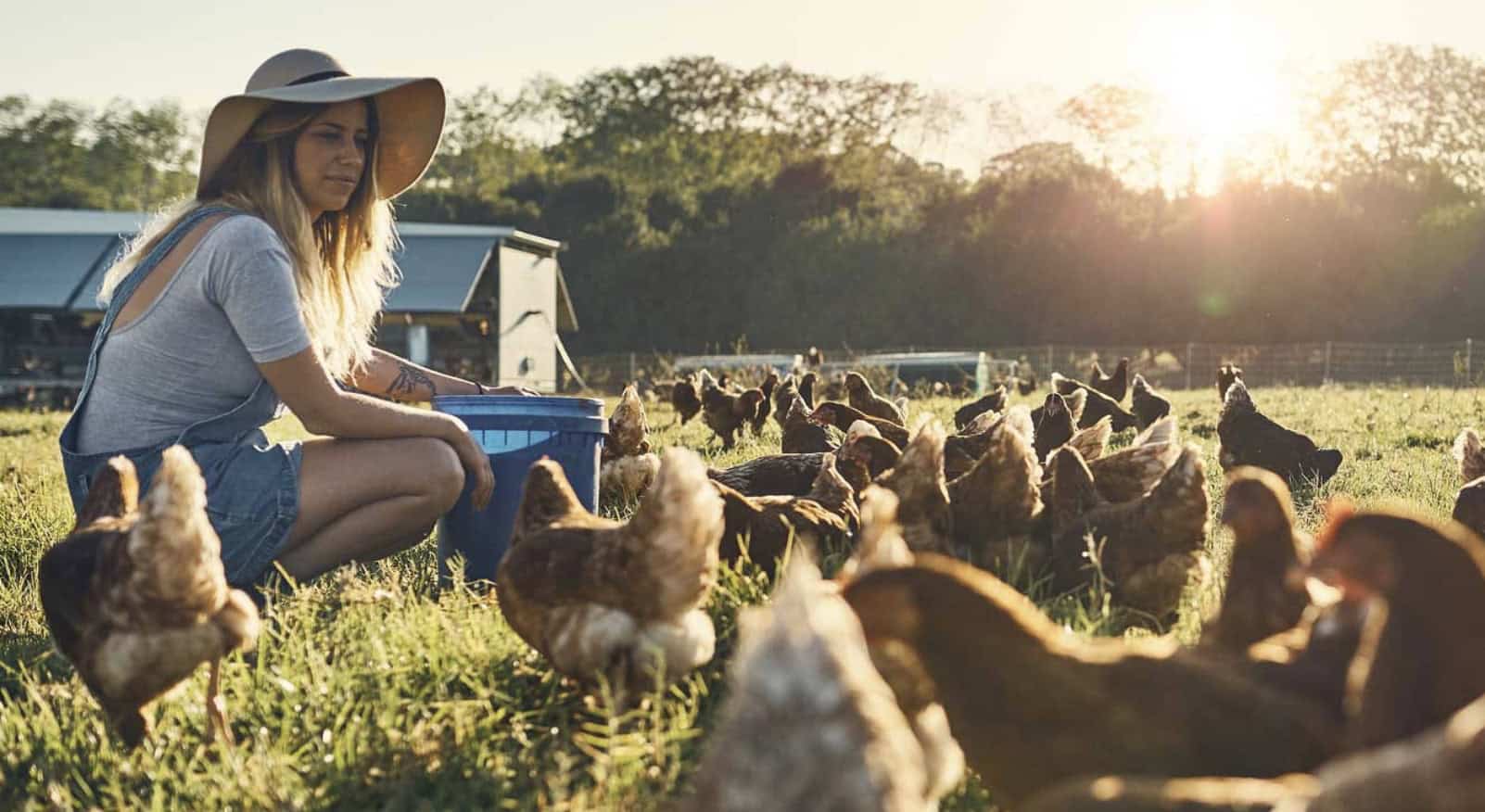 The Top Chicken Producing States in the U.S.