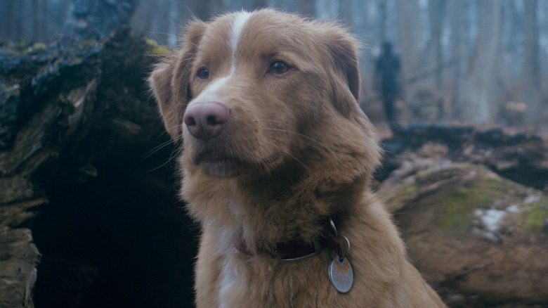5 Best Dog-Centered Horror Movies Like Good Boy