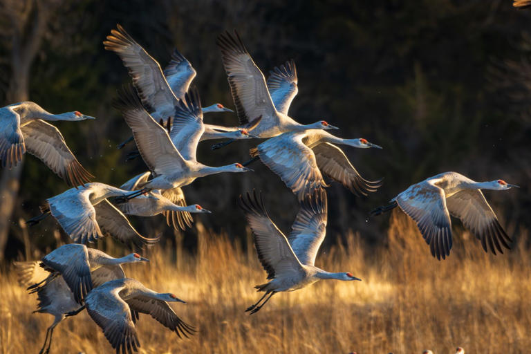 Where Birds Really Go in Winter: Incredible Migration Secrets