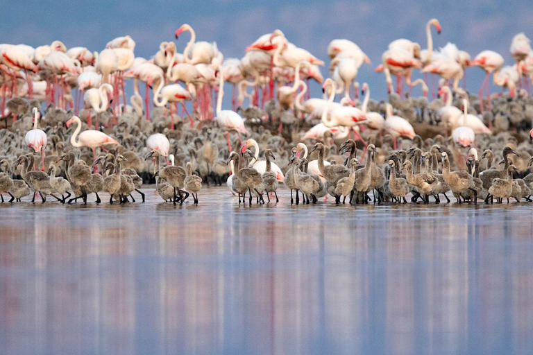 Flamingo Haven: How Lake Natron Became the World’s Largest Breeding Ground