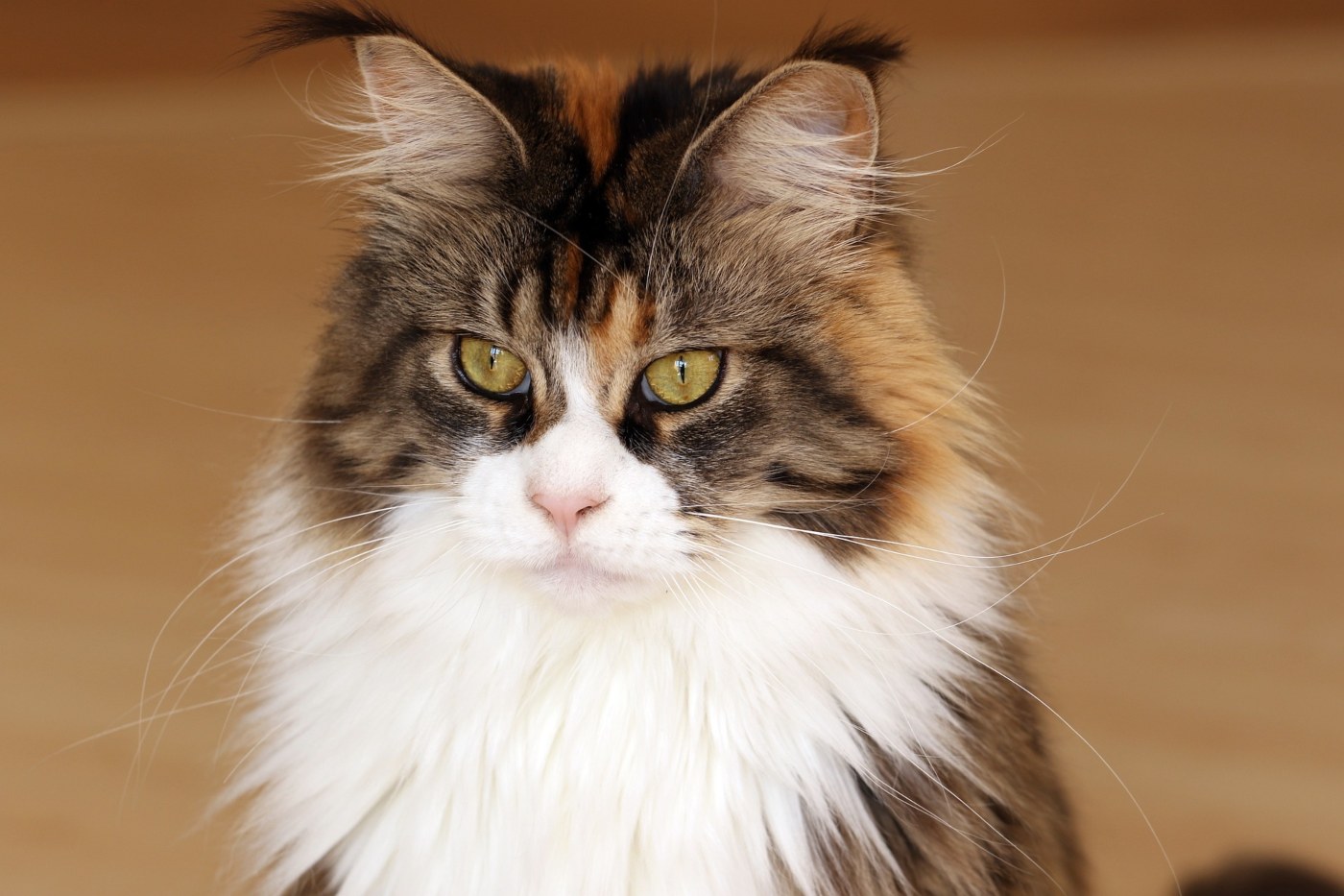 The Most Popular Long-Haired Cat Breeds (and Why We Love Them)