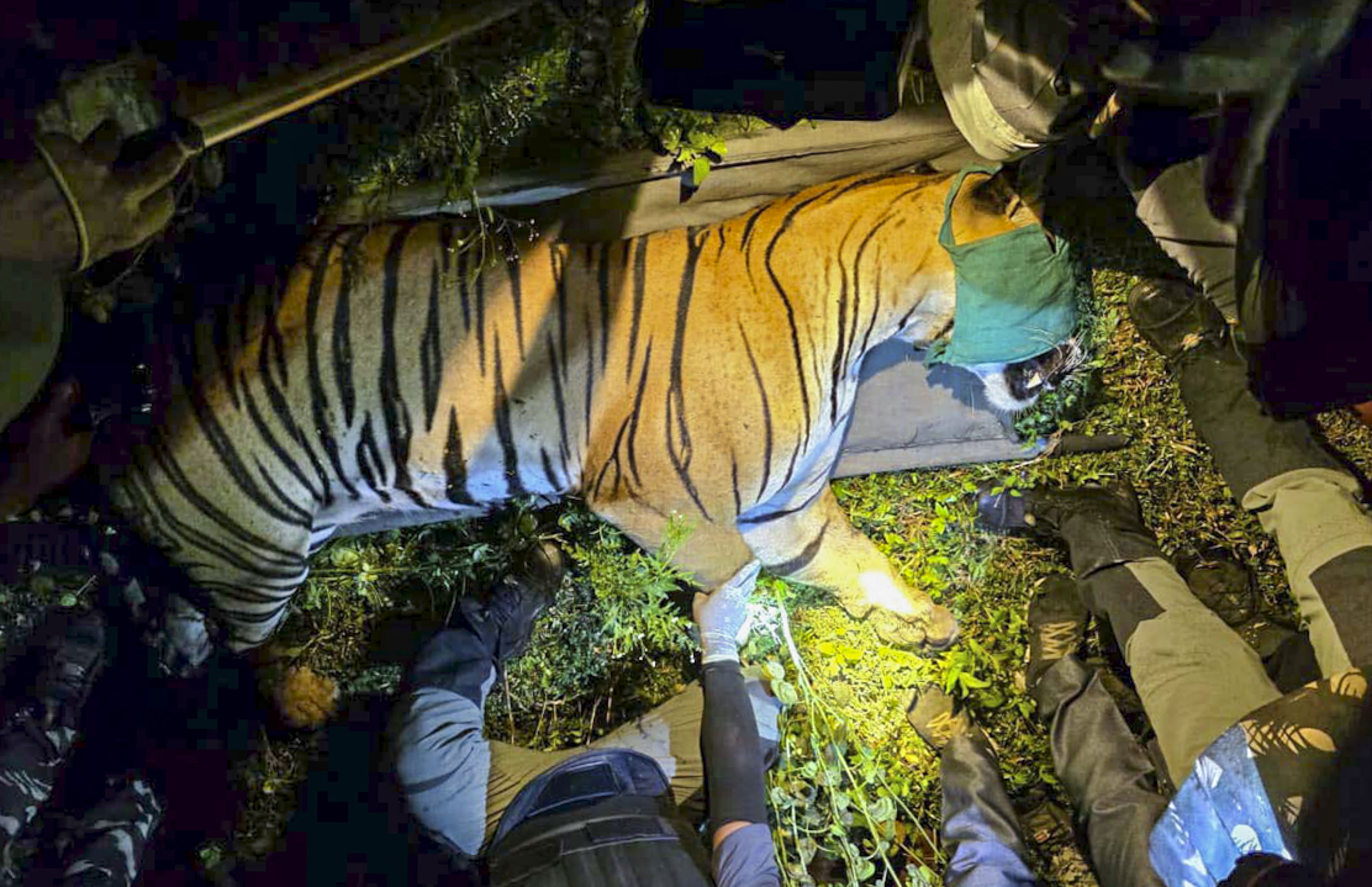 Maharashtra: Tiger strays into Gondia city, rescued after 5-hour operation