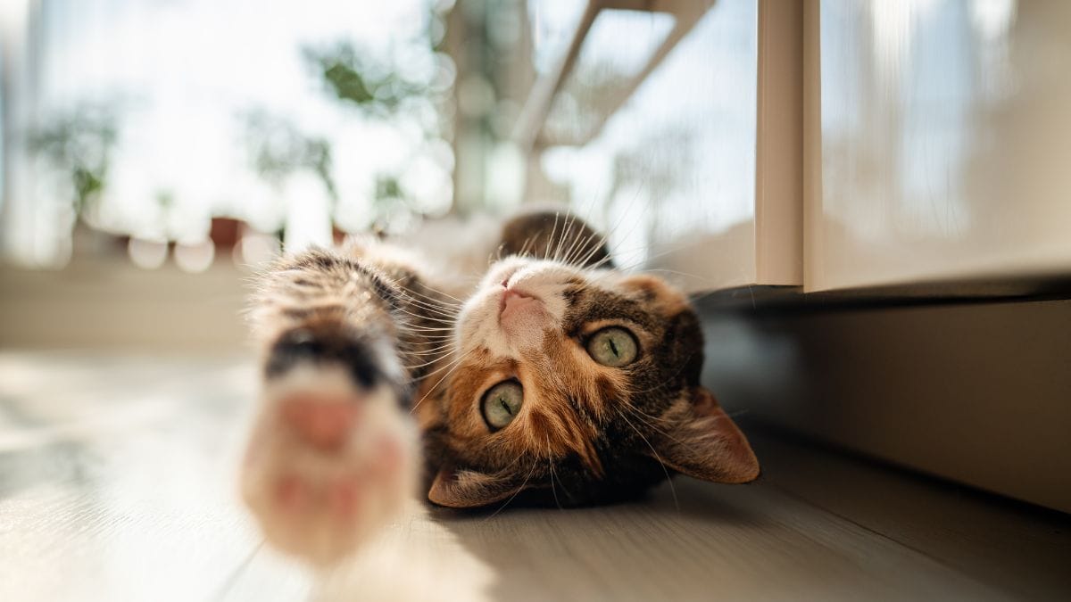 Owner shares her cat's funny behaviour and the video goes viral in hours