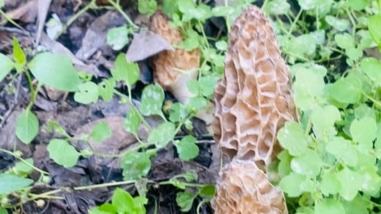 What is Guchhi mushroom? Price, cultivation,GI tag hopes of world's ...