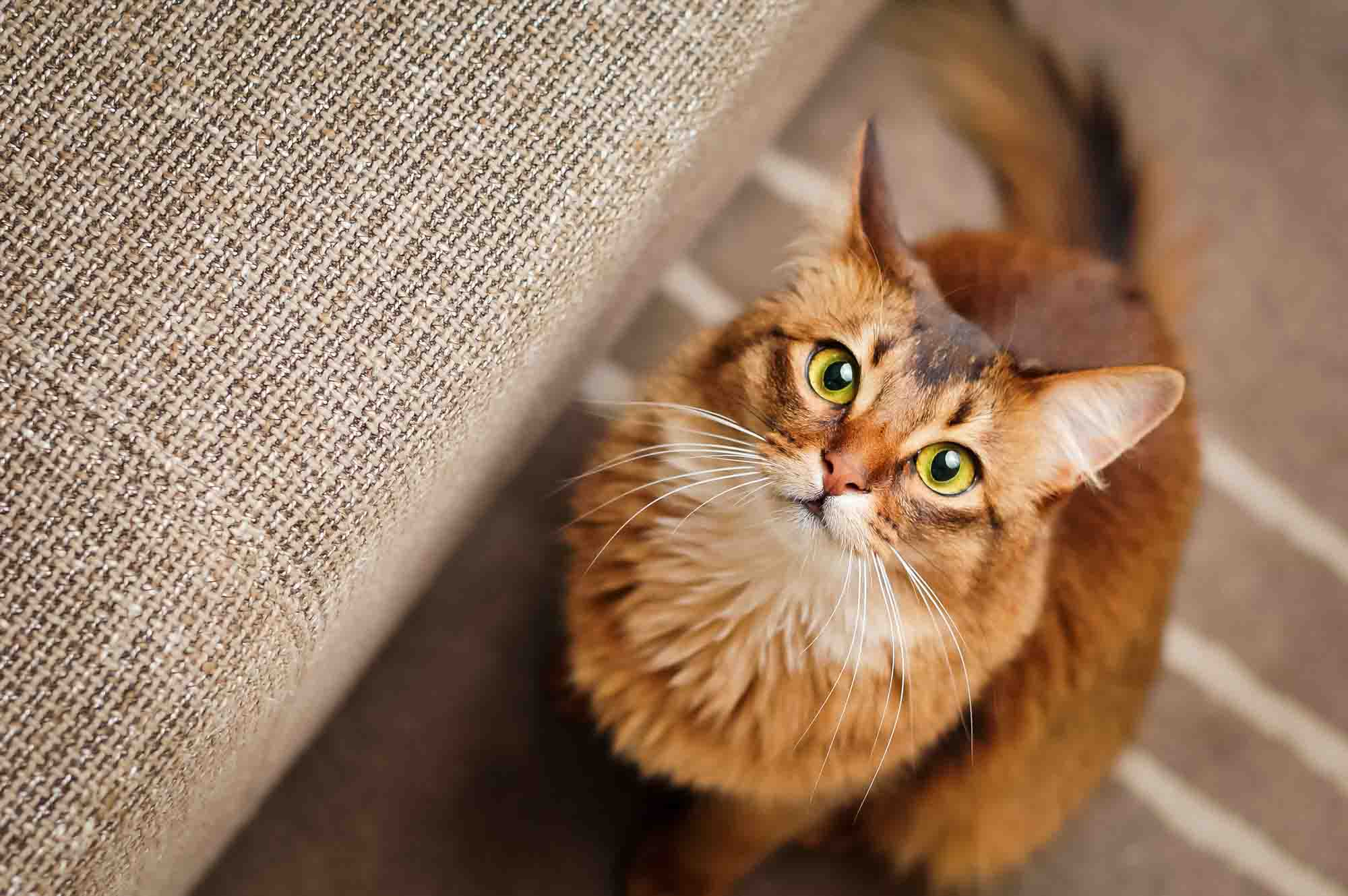 10 Things You Do That Your Cat Secretly Hates