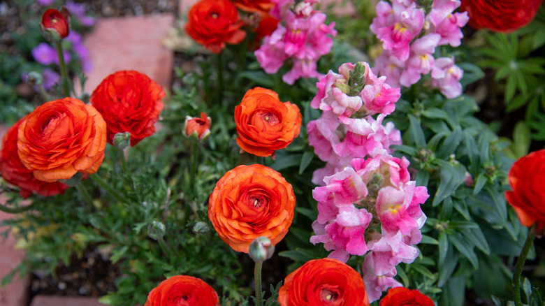 For A Vibrant Spring Garden, Consider Planting This Colorful Flower ...