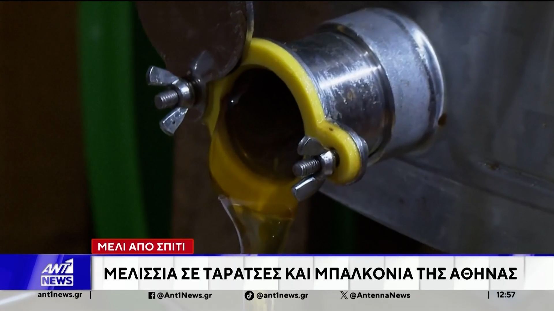"Μέλι από σπίτι": Μελίσσια σε μπαλκόνια και ταράτσες της Αθήνας