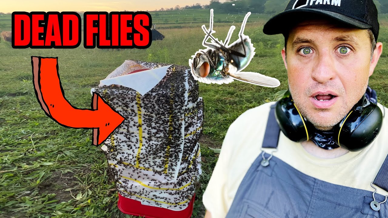How a farmer defeated a massive fly problem on the farm