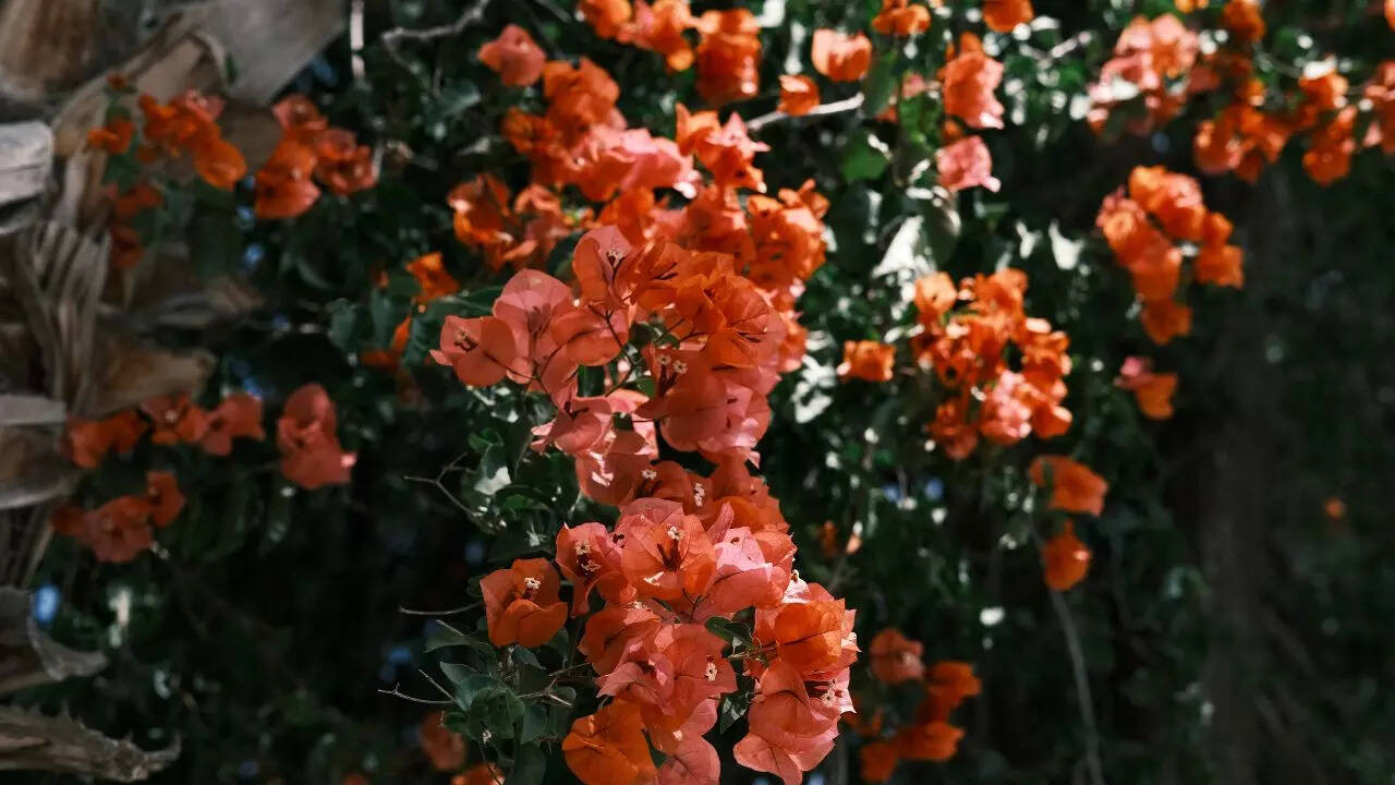 10 easy to grow creepers and climbers that give the balcony an ...