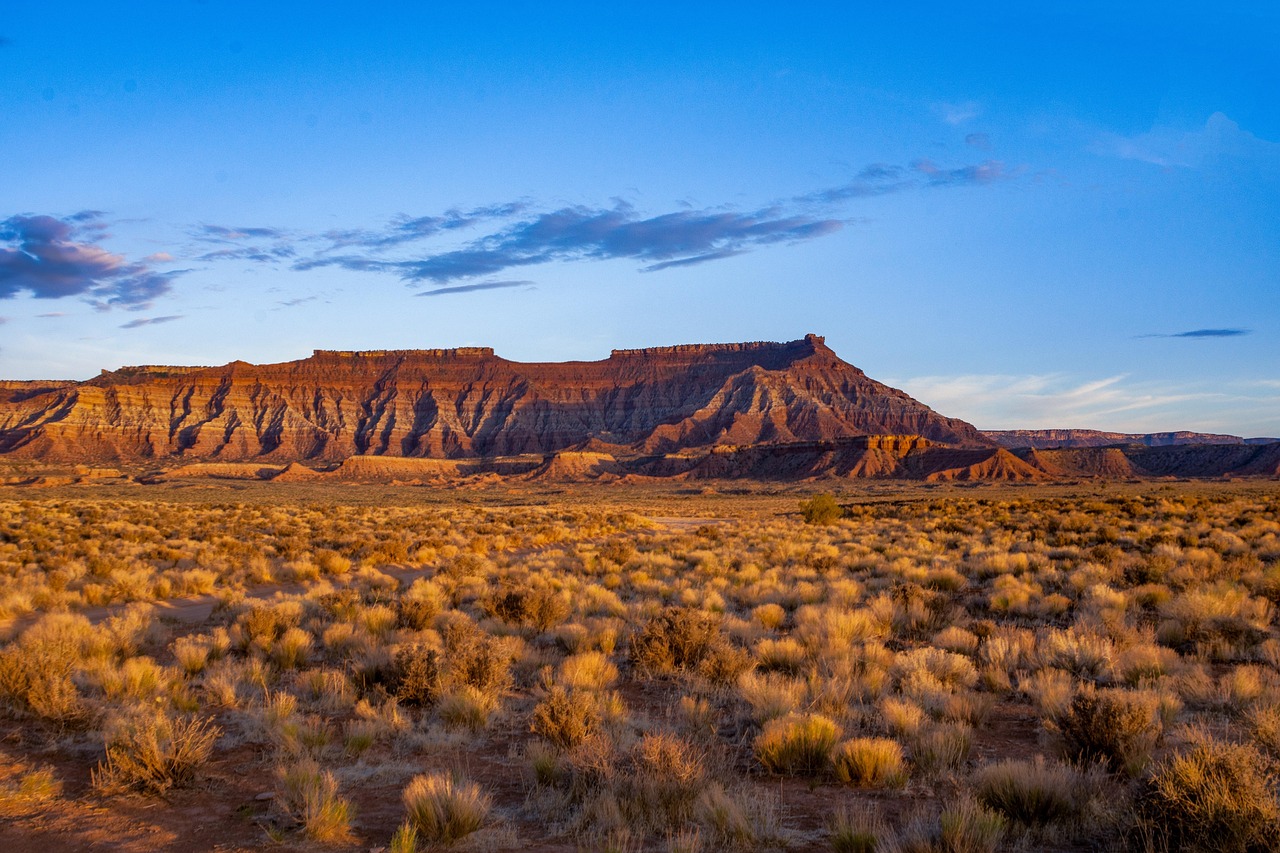 15 Desert Plants You Will See While Hiking in the Southwest