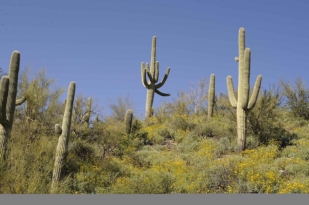 15 Desert Plants You Will See While Hiking in the Southwest