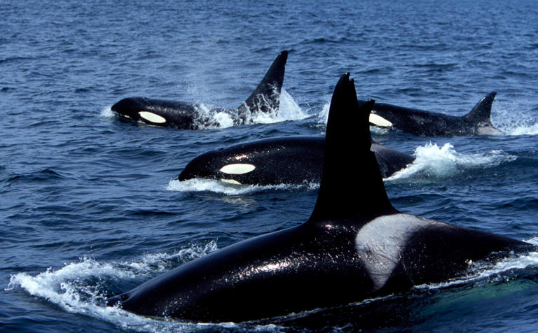 Young family rescued after killer whale attack at sea
