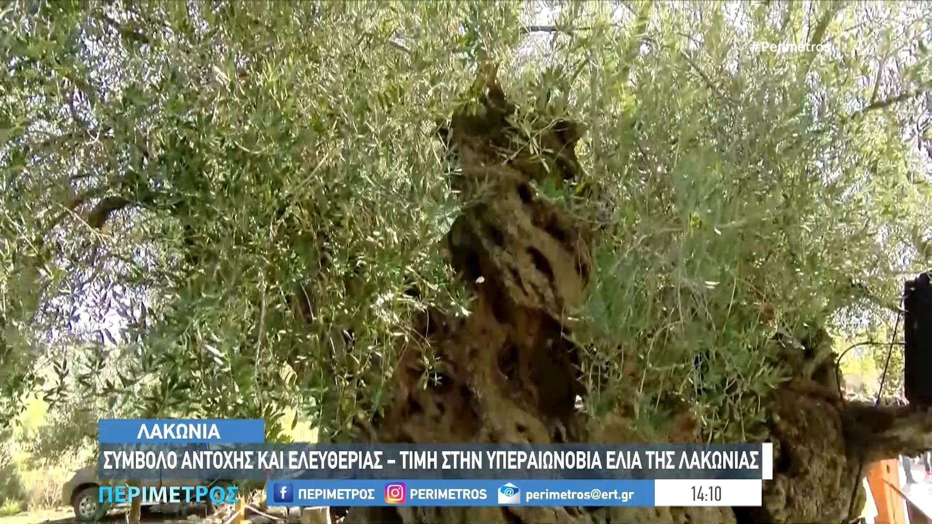 Λακωνία: Αποκαλυπτήρια της γηραιότερης ελιάς της Πελοποννήσου