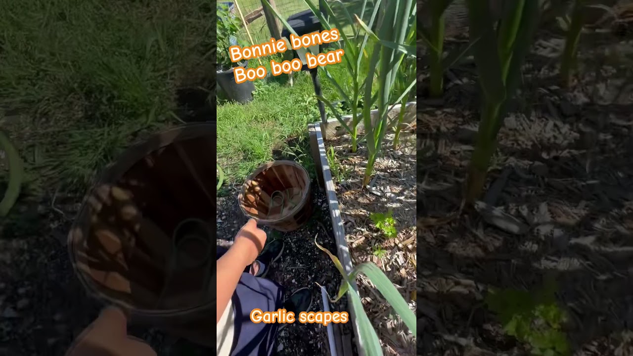 Teaching my kids and new dog how to pick garlic scapes