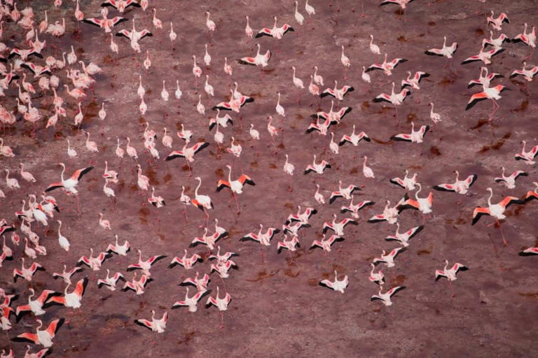 Flamingo Haven: How Lake Natron Became the World’s Largest Breeding Ground