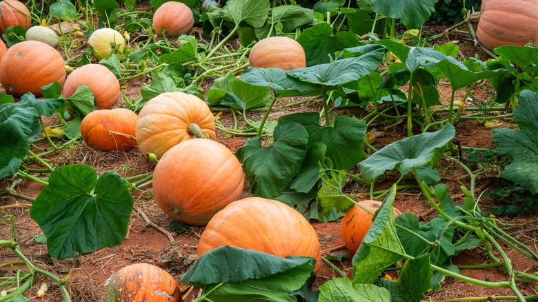 How To Train Pumpkin Vines For Strong & Stable Plants