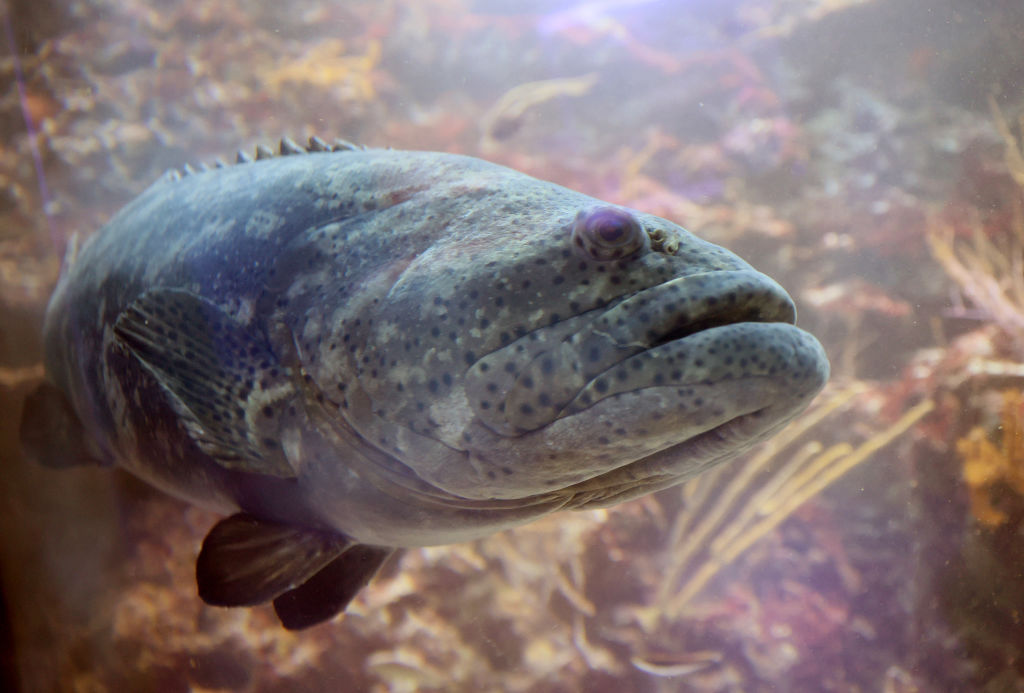 Applications for 2026 seasonal harvest of goliath grouper closes Oct ...