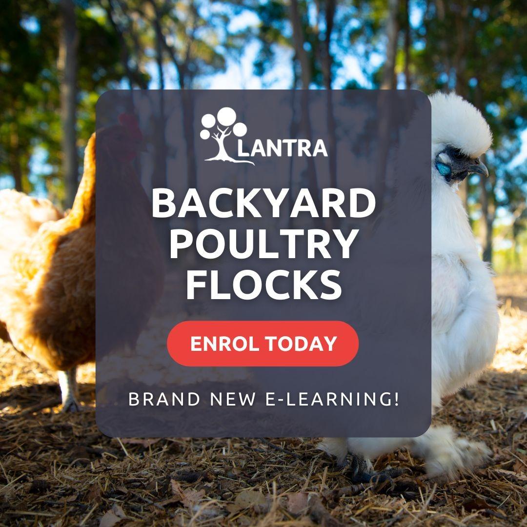 New backyard poultry flocks e-learning course